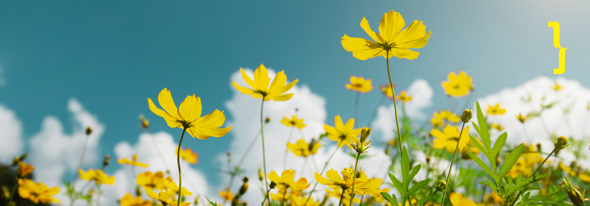 Our women in IT & their career stories in fireup.pro software house | fireup.pro